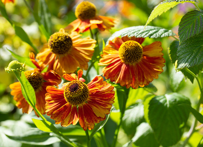 11 Colorful Flowers for Your Fall Garden at Menards®