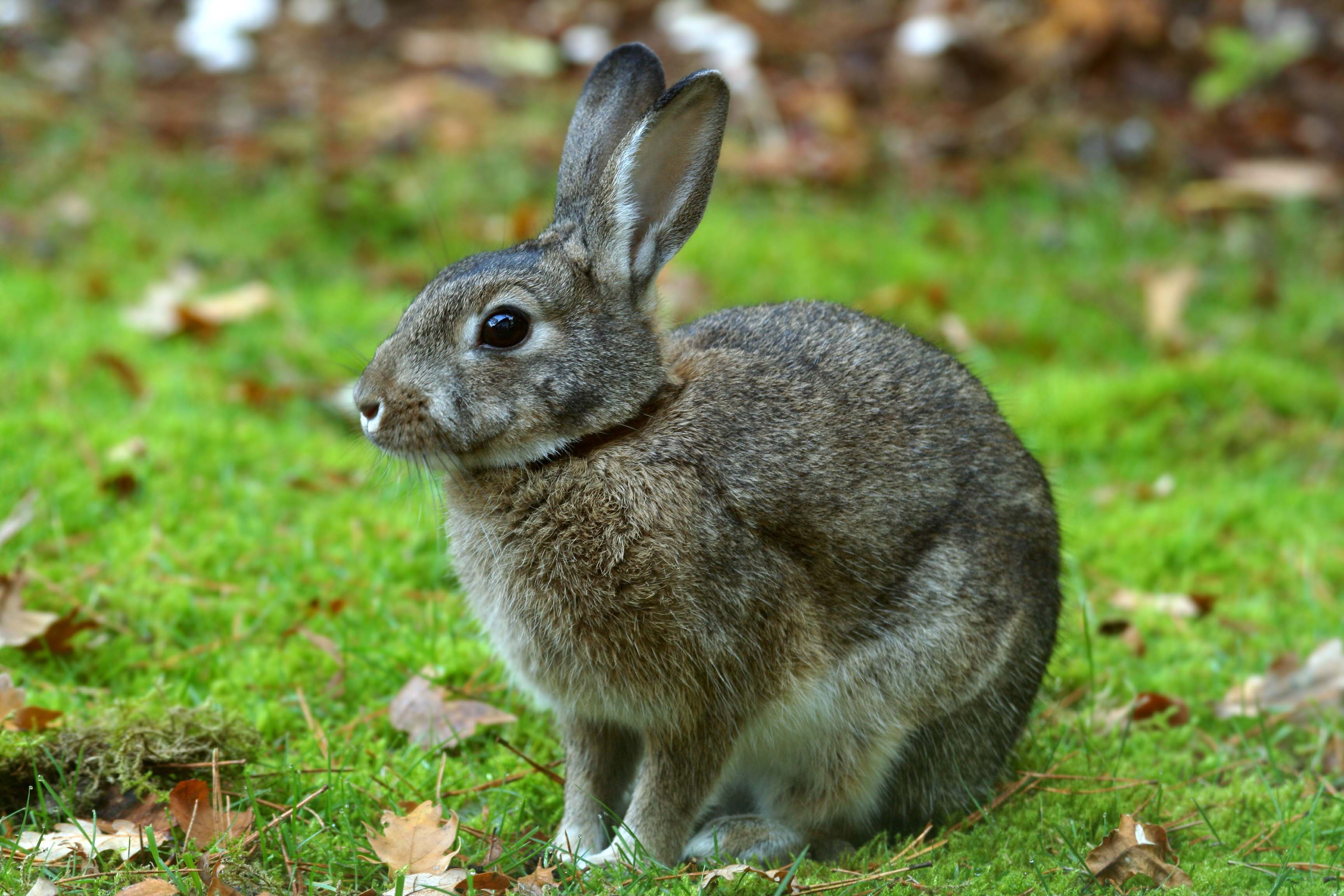 How to Keep Animals Out of Your Yard at Menards®