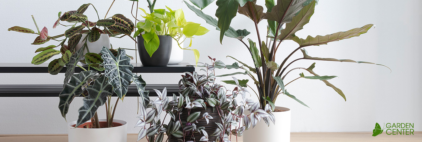 Bringing Tender Plants Indoors at Menards®