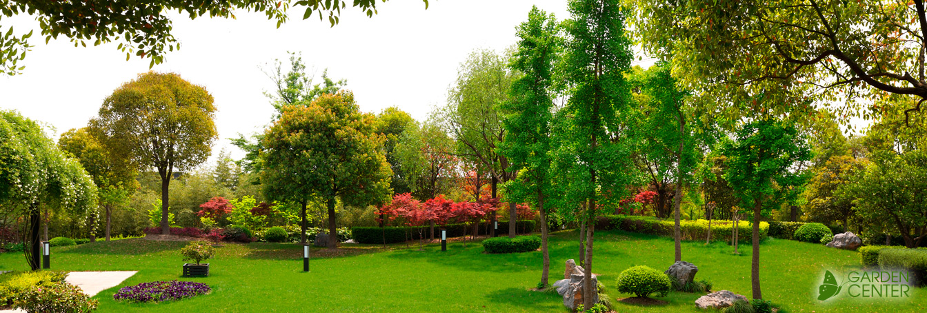 Choosing the Right Tree for your Yard at Menards®