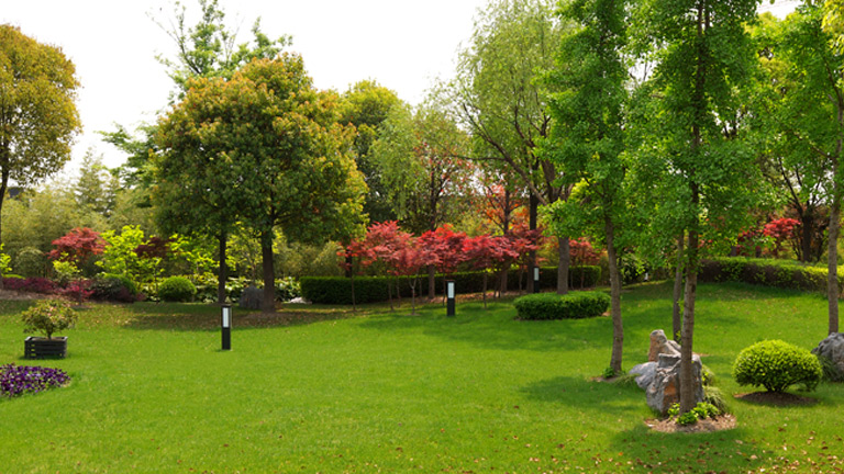 Menards Trees And Shrubs MENARDS Updated April 2025 19 Photos