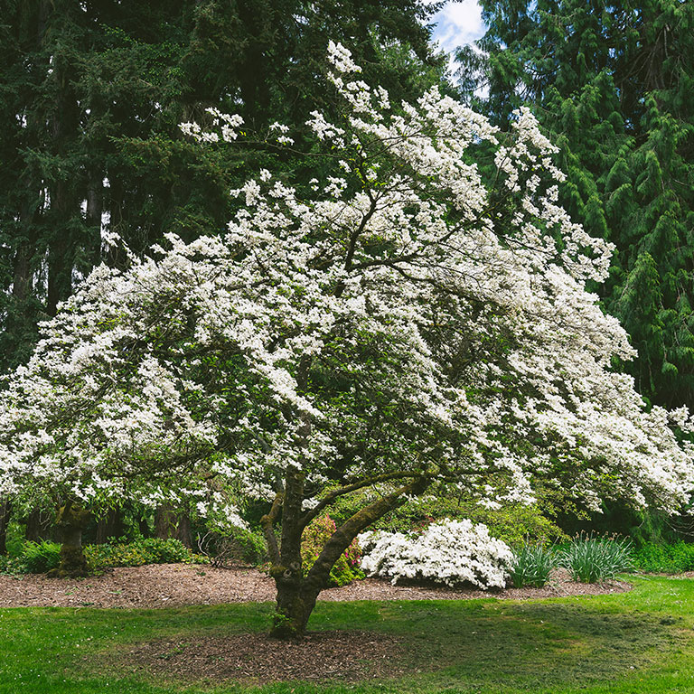 Menards Trees And Shrubs MENARDS Updated April 2025 19 Photos