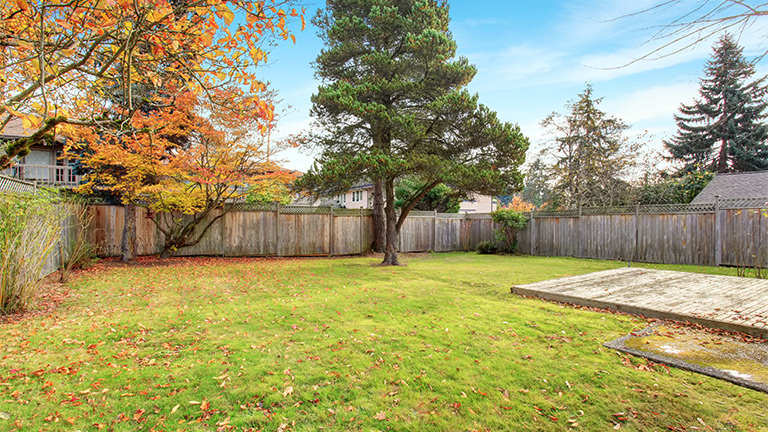 Common Lawn Issues and Solutions at Menards®