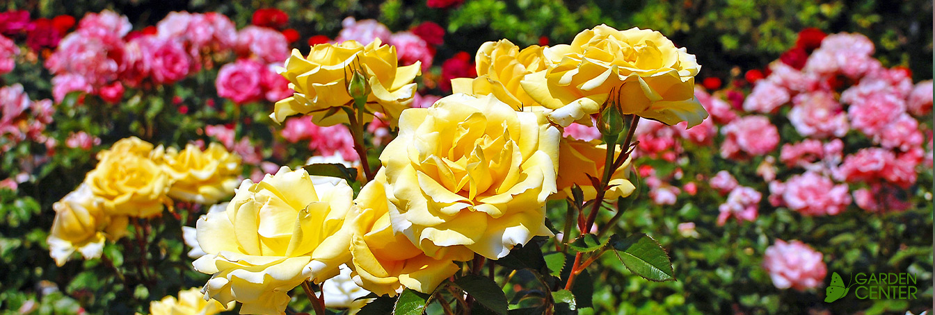 Easy Steps To Plant Container & Bareroot Roses at Menards®