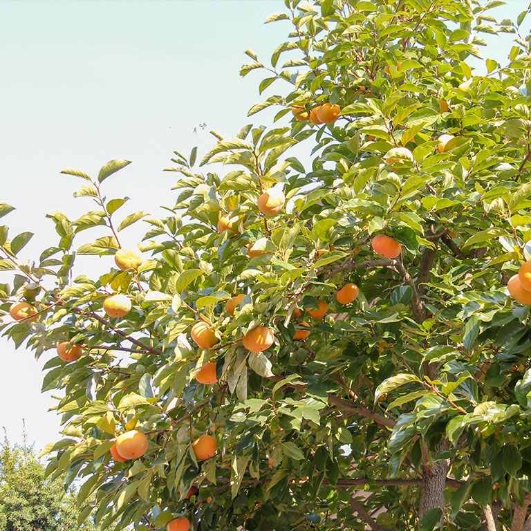 Edible Landscaping at Menards®