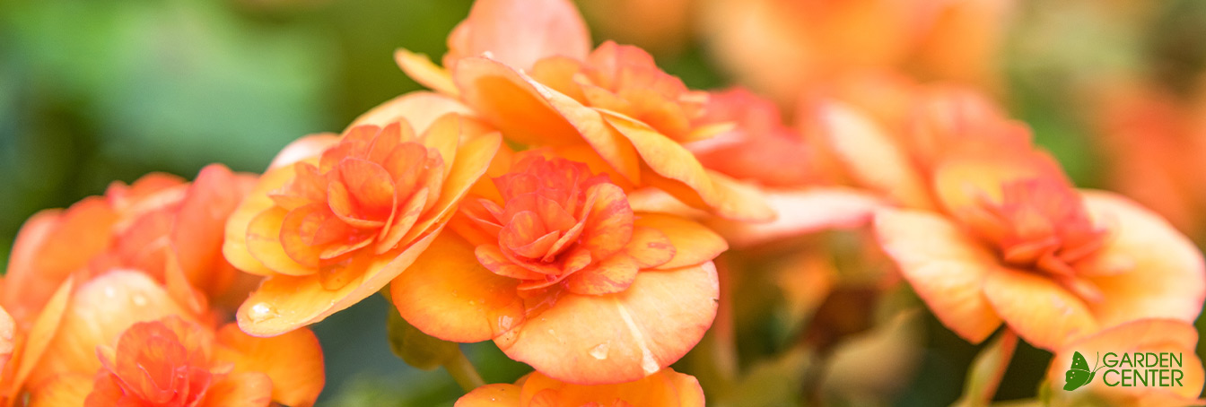 Hard-to-Kill Houseplants at Menards®