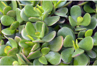 Hard-to-Kill Houseplants at Menards®