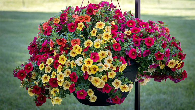 Healthy & Happy Hanging Flower Baskets at Menards®