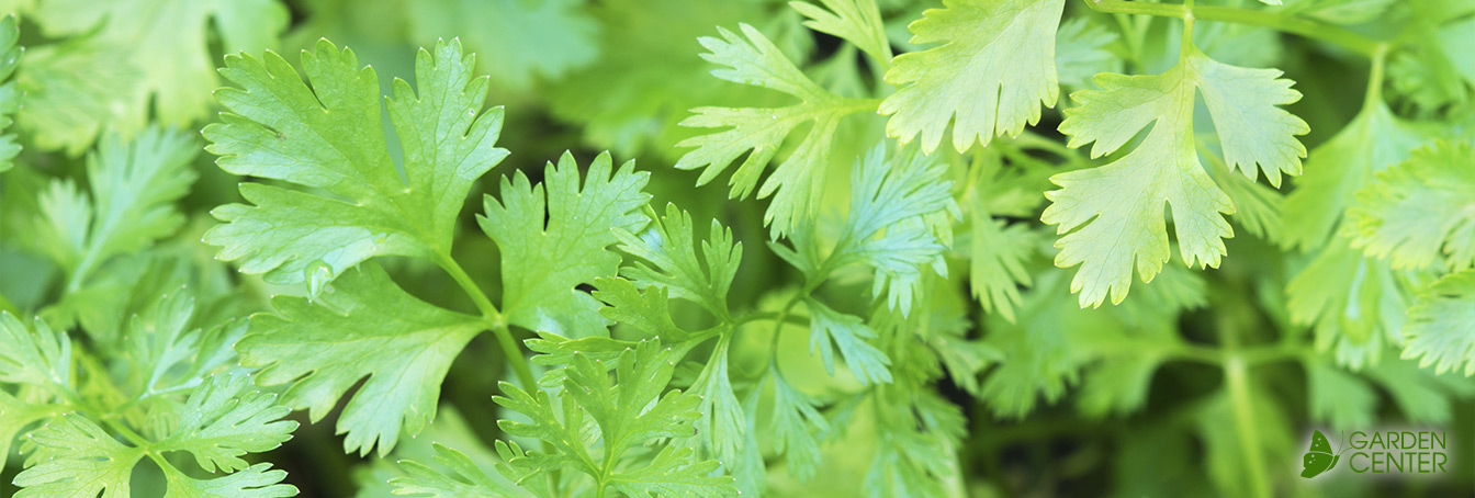 Cilantro at Menards®