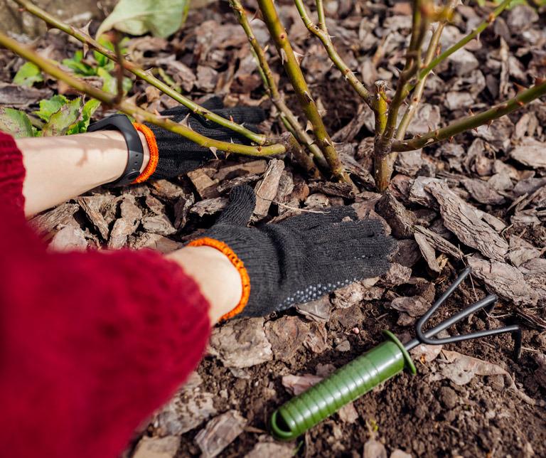 How To Care For A Rose at Menards®