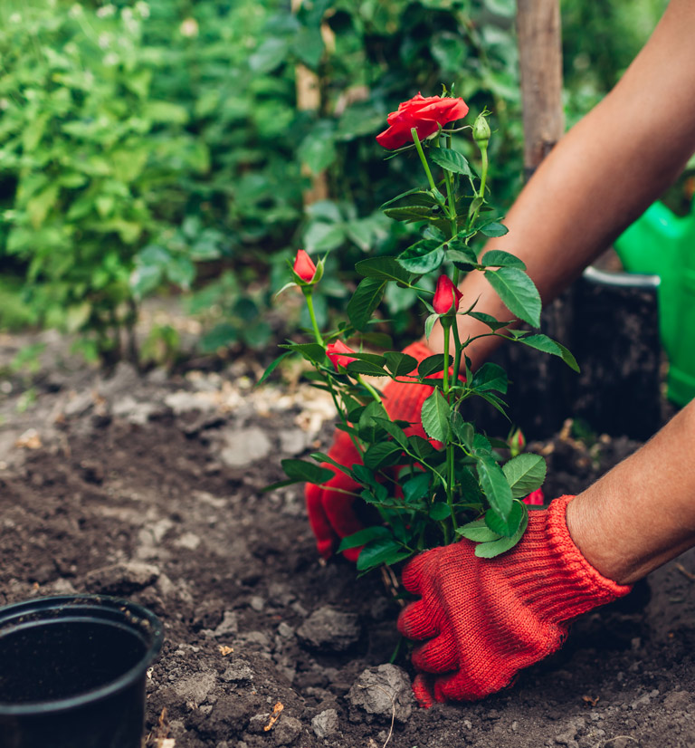 How To Care For A Rose at Menards®