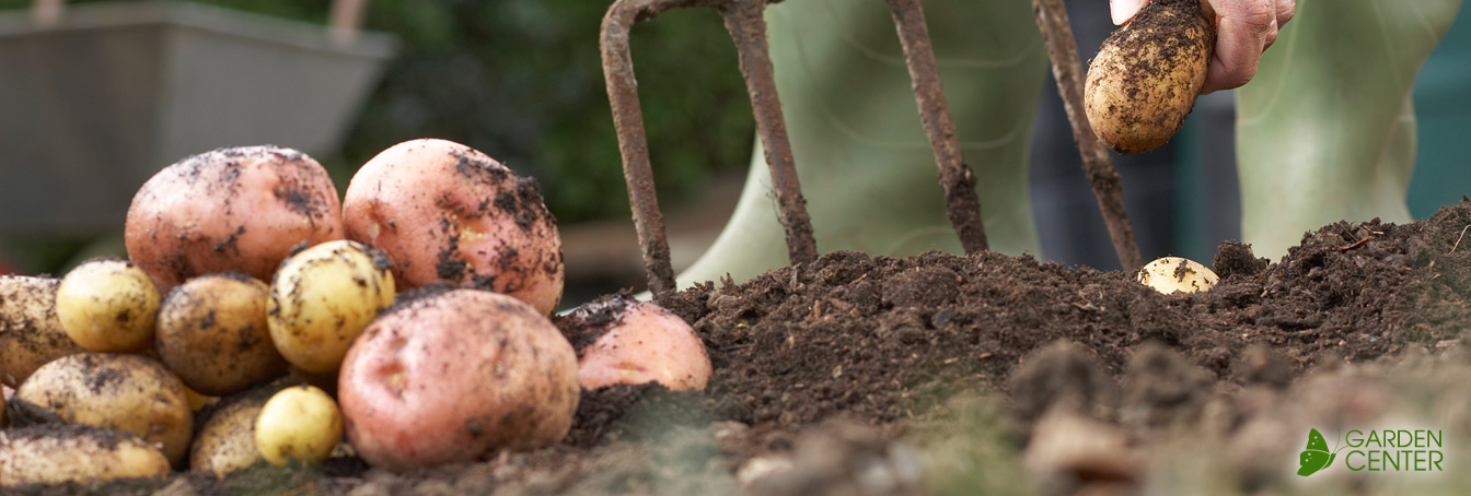 How to Grow Potatoes at Menards®
