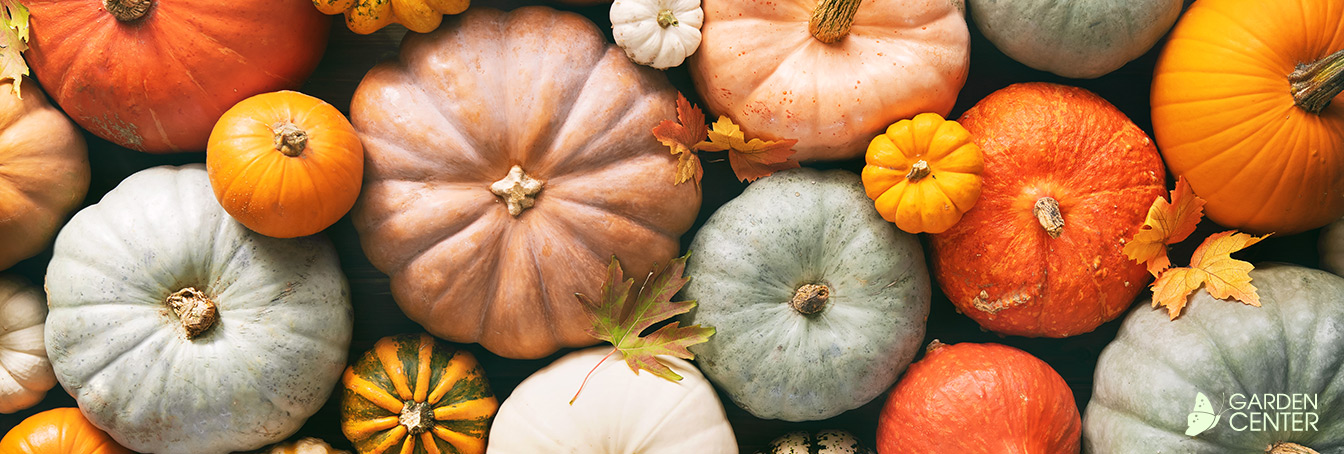 How to Grow Pumpkins at Menards®