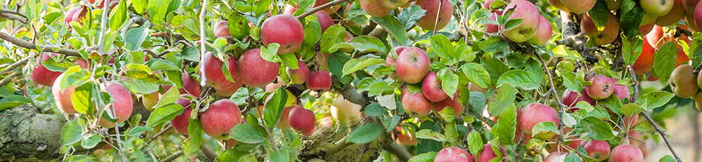 How To Grow Your Own Fruit at Menards®
