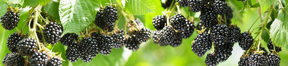 How To Grow Your Own Fruit at Menards®