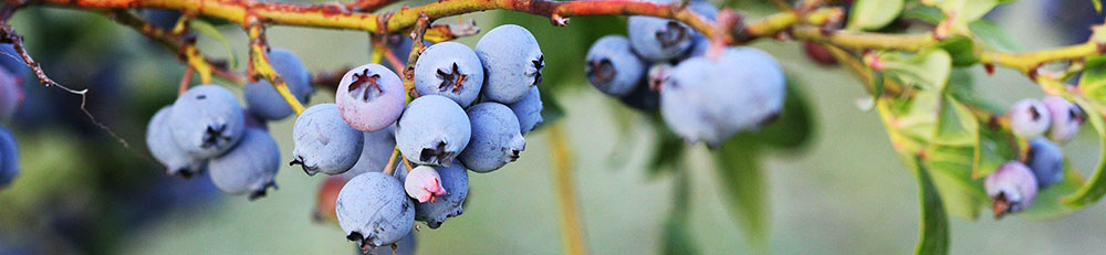How To Grow Your Own Fruit at Menards®