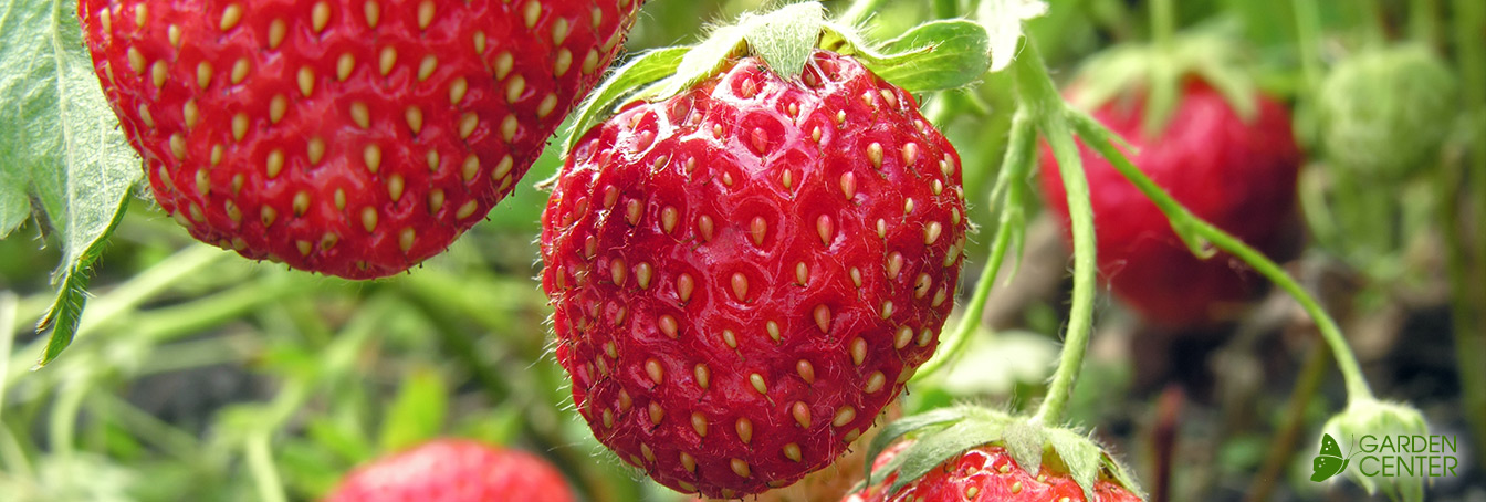 How To Grow Your Own Fruit at Menards®