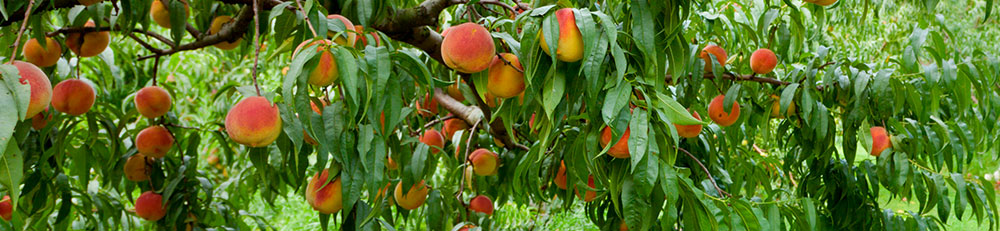 How To Grow Your Own Fruit at Menards®