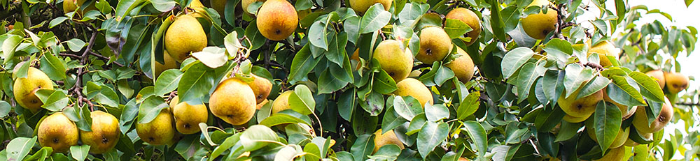 How To Grow Your Own Fruit at Menards®