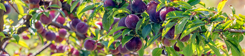 How To Grow Your Own Fruit at Menards®