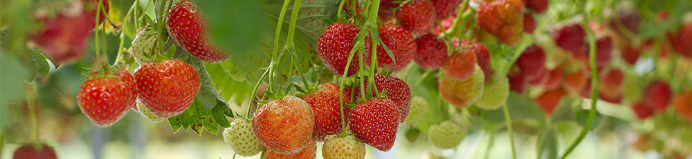How To Grow Your Own Fruit at Menards®