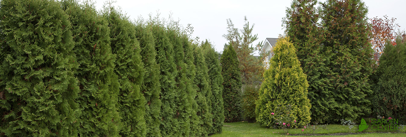 How to Plant an Arborvitae at Menards®