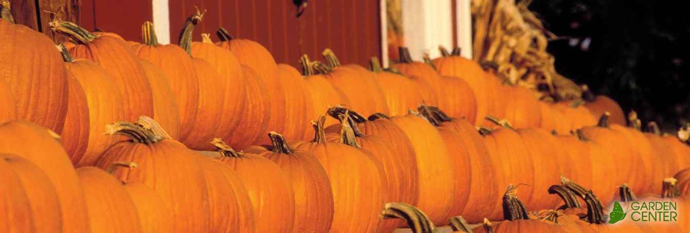 How to Pick the Perfect Pumpkin at Menards®