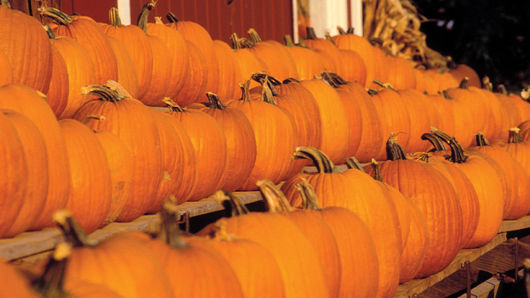 How to Pick the Perfect Pumpkin at Menards®
