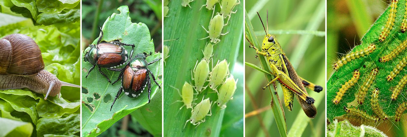 How to Identify and Control 5 Common Garden Pests at Menards®