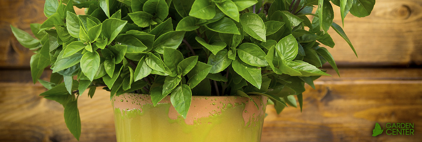 10 Tips for Keeping Houseplants Alive at Menards®