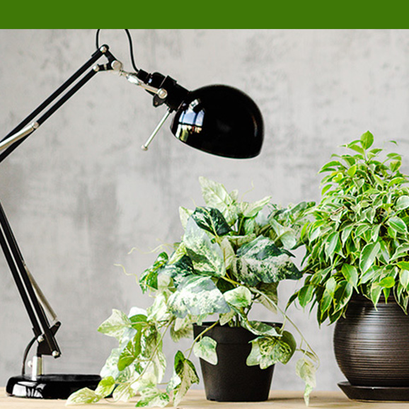 Garden Center at Menards®