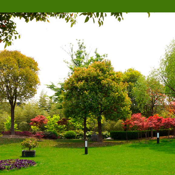 Menards Trees And Shrubs MENARDS Updated April 2025 19 Photos