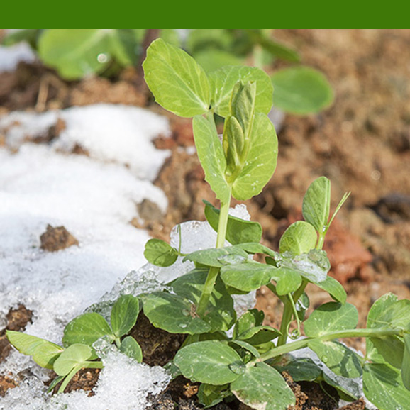 Garden Center at Menards®