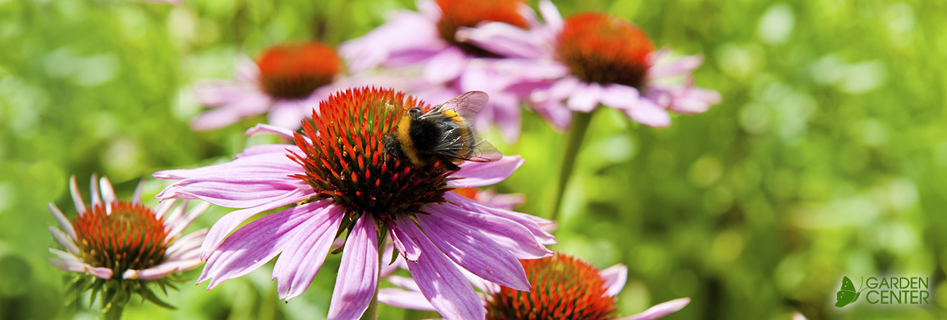 Midwest Native Plants at Menards®