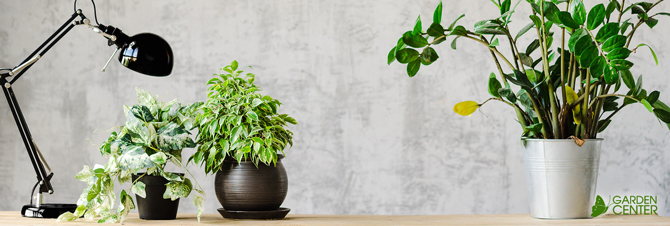 Best Plants to Grow in an Office at Menards®