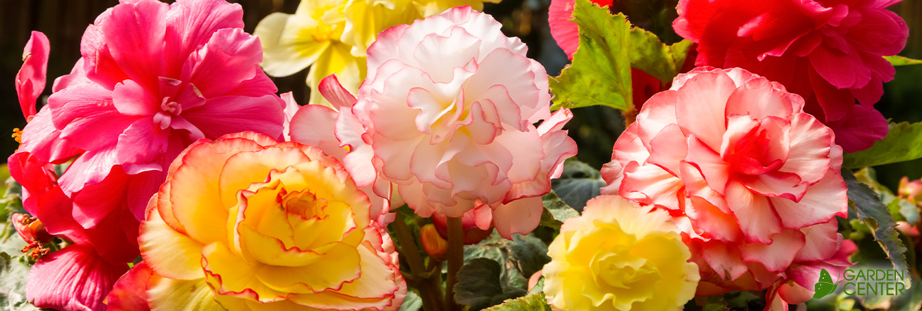 Overwintering Begonias at Menards®