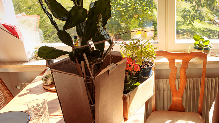 How to Pack Houseplants for a Move at Menards®