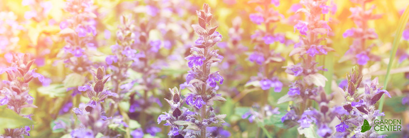 Plant Perennial Favorites Now at Menards®