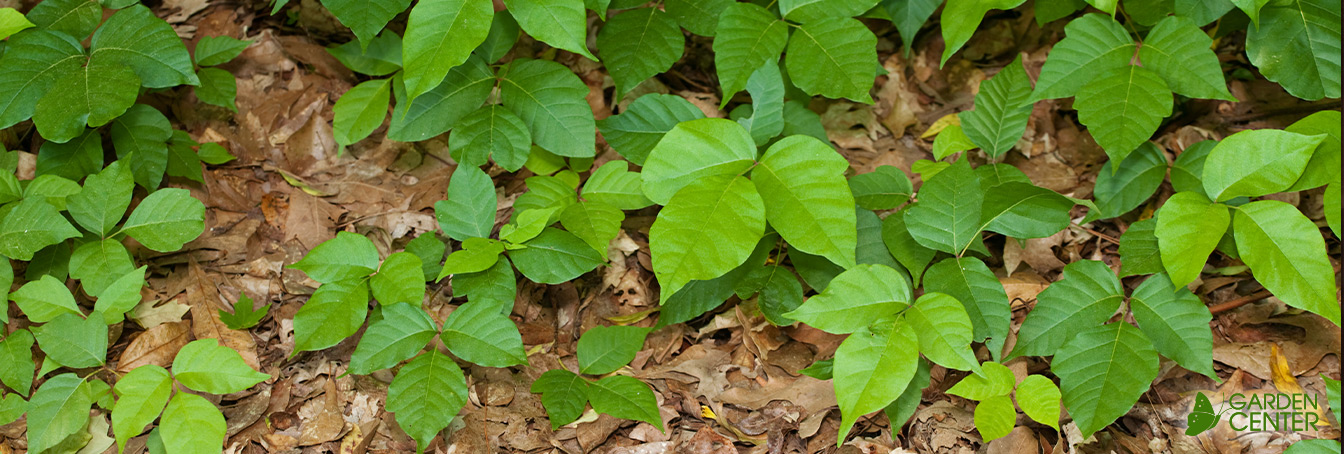 How to Prevent and Remove Garden Poison Ivy at Menards®