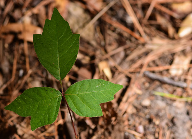 How to Prevent and Remove Garden Poison Ivy at Menards®