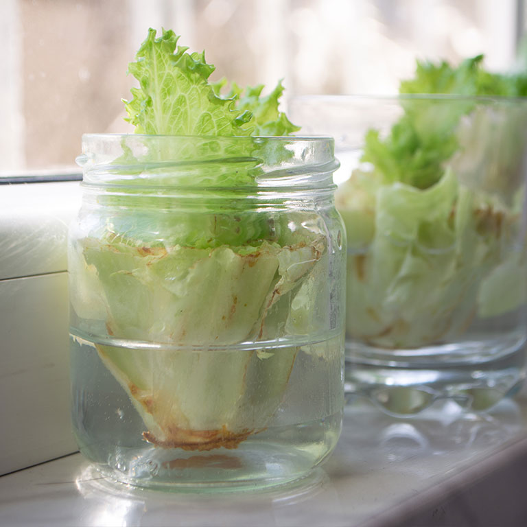 11 Vegetables You Can Regrow from Kitchen Scraps at Menards®
