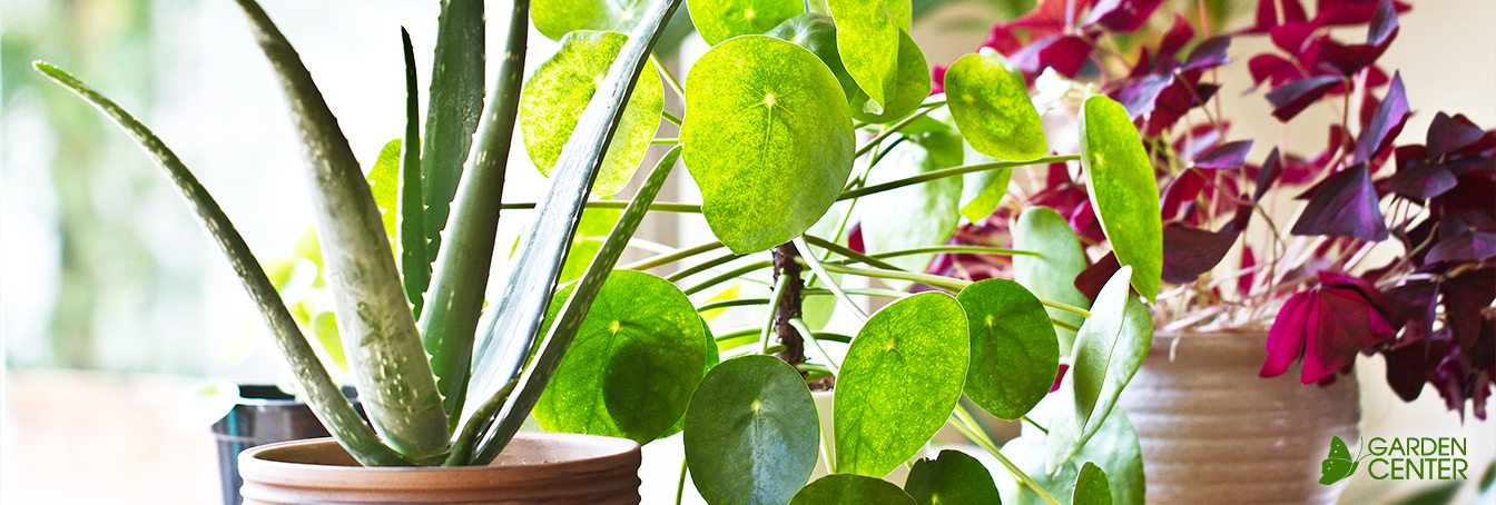 7 Surprising Benefits of Houseplants at Menards®