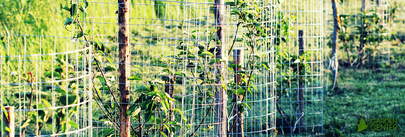 Tree Selection and Planting at Menards®