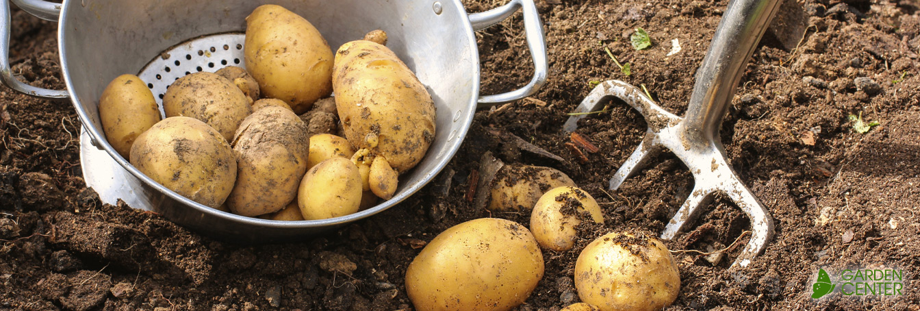 Potatoes at Menards®