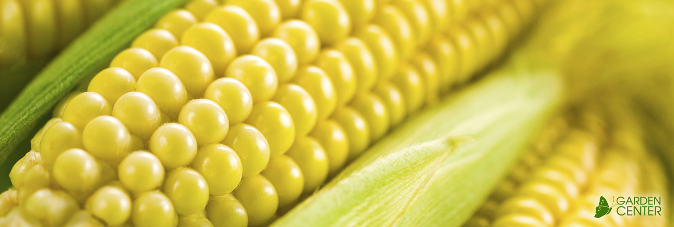 Sweet Corn at Menards®