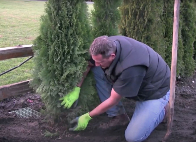 How-To Plant a Cedar Hedge at Menards®