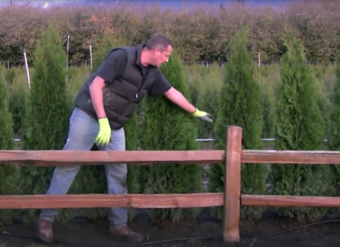 How-To Plant a Cedar Hedge at Menards®