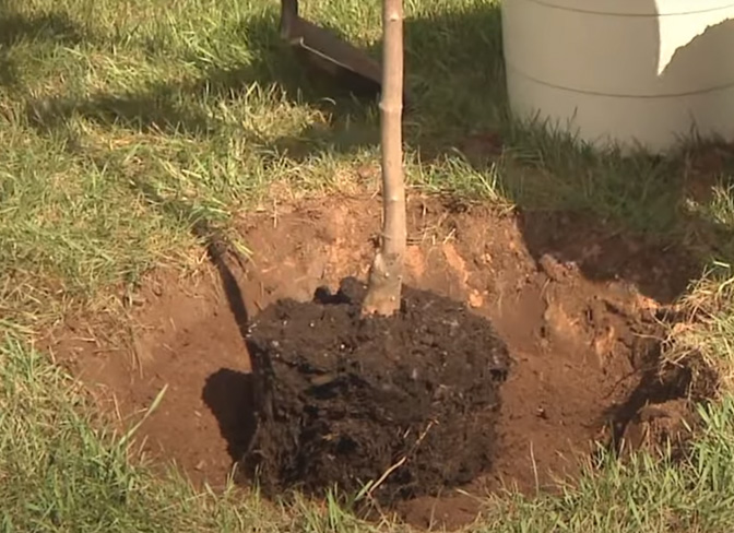 How-To Plant a Tree at Menards®