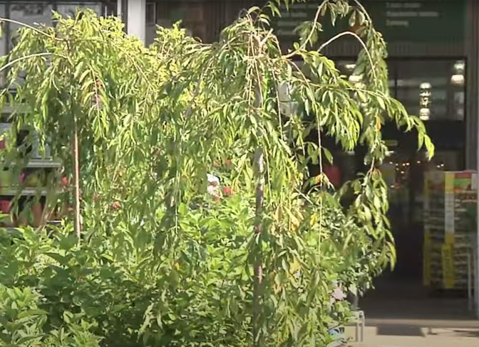 How-To Plant a Tree at Menards®