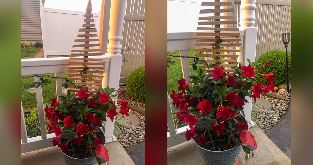 Mini Leaf Trellis - Project by Jimmy at Menards®